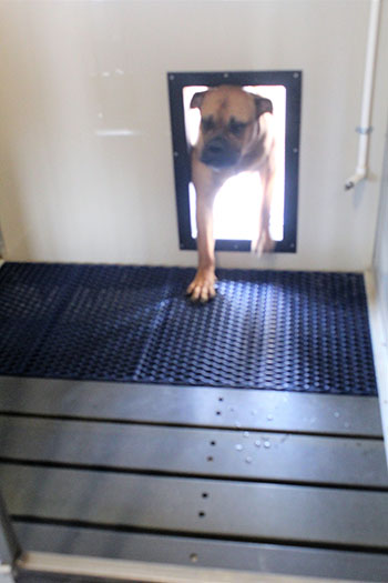 StraightlineFloorsBlueW - RACS