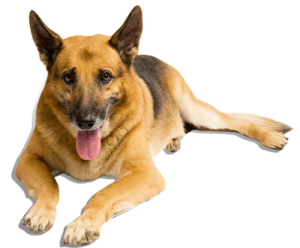 Grooming Tub Floor Grates for Animal Bathing Tubs | RACS