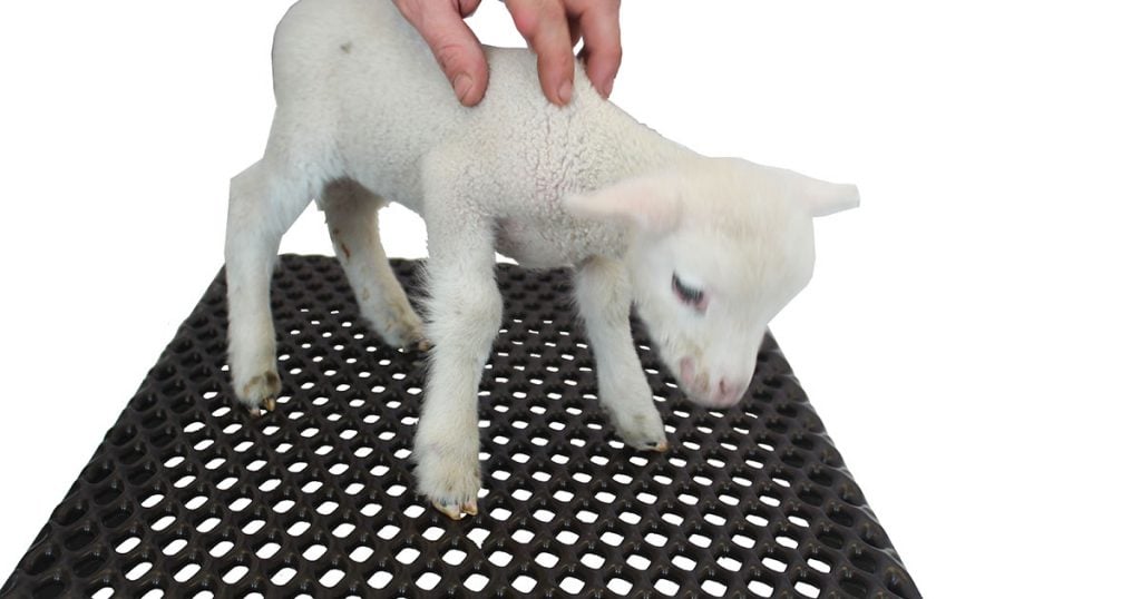 Custom Animal Floors | plastisol coated steel | Made in the USA