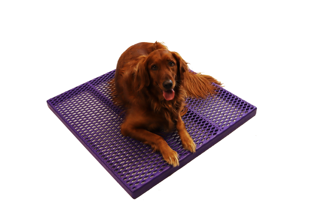 Walter_Purple-Run - RACS